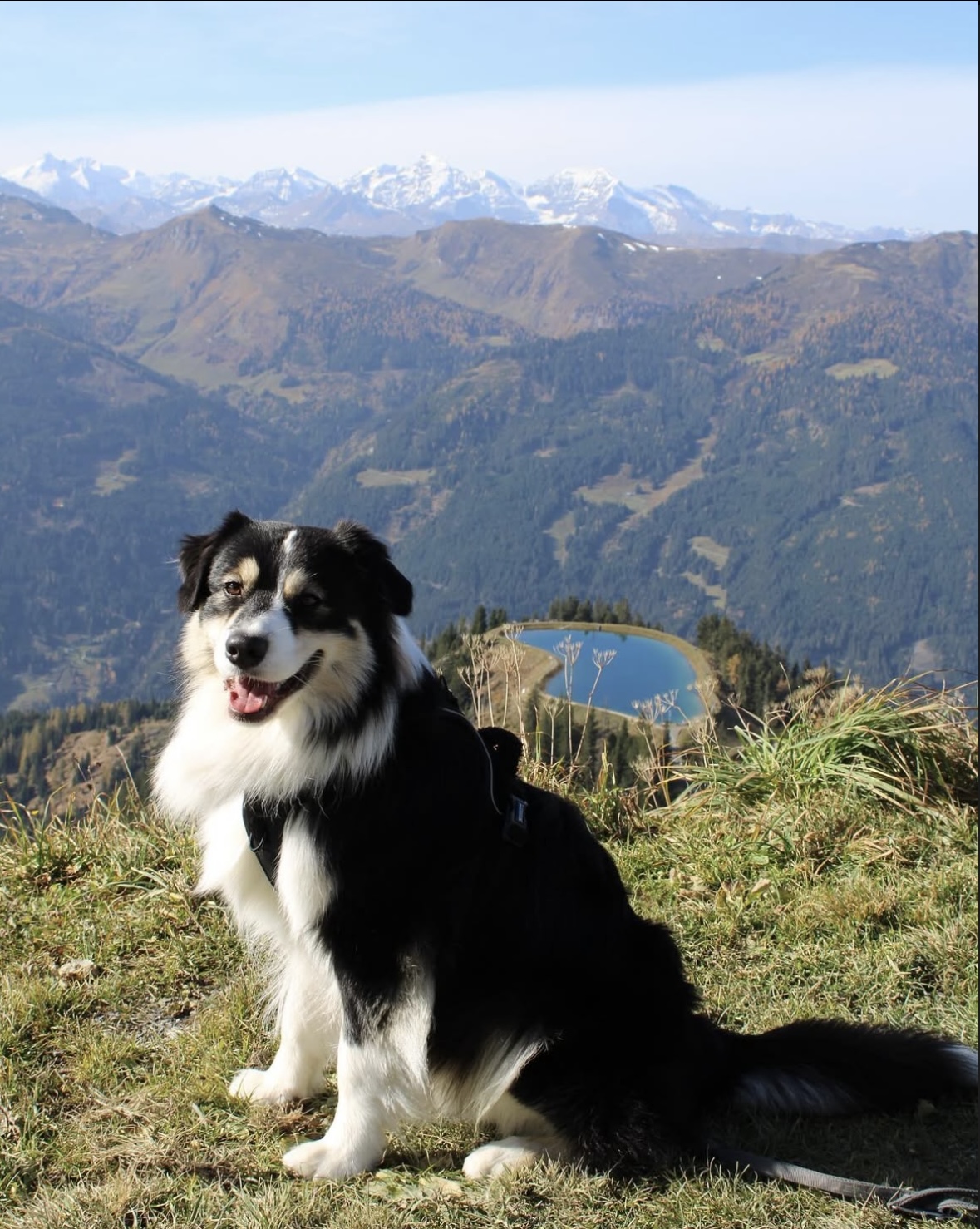 What’s new? – Kennel LokiToki